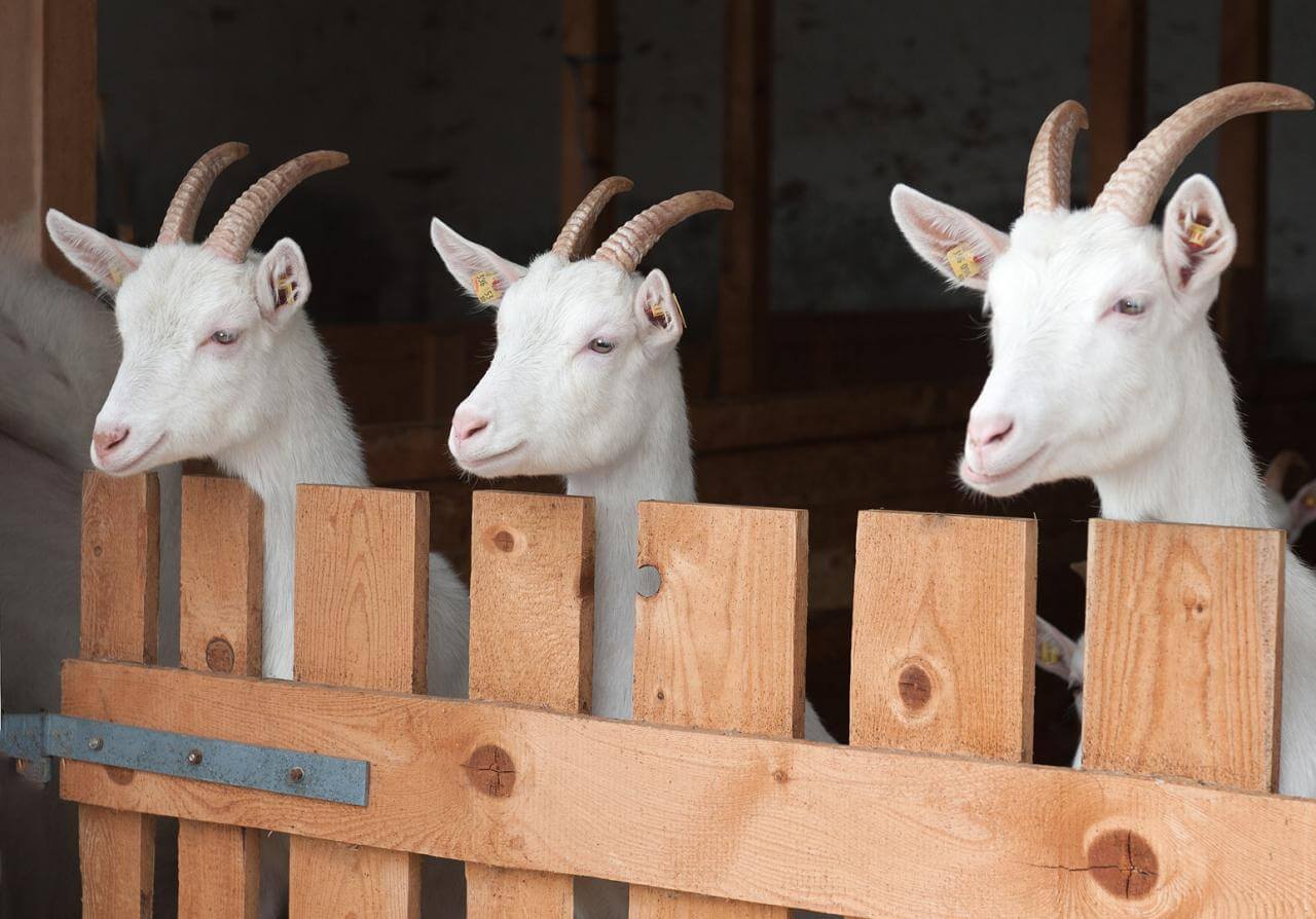 Die Welt der Ziege | Andechser Natur