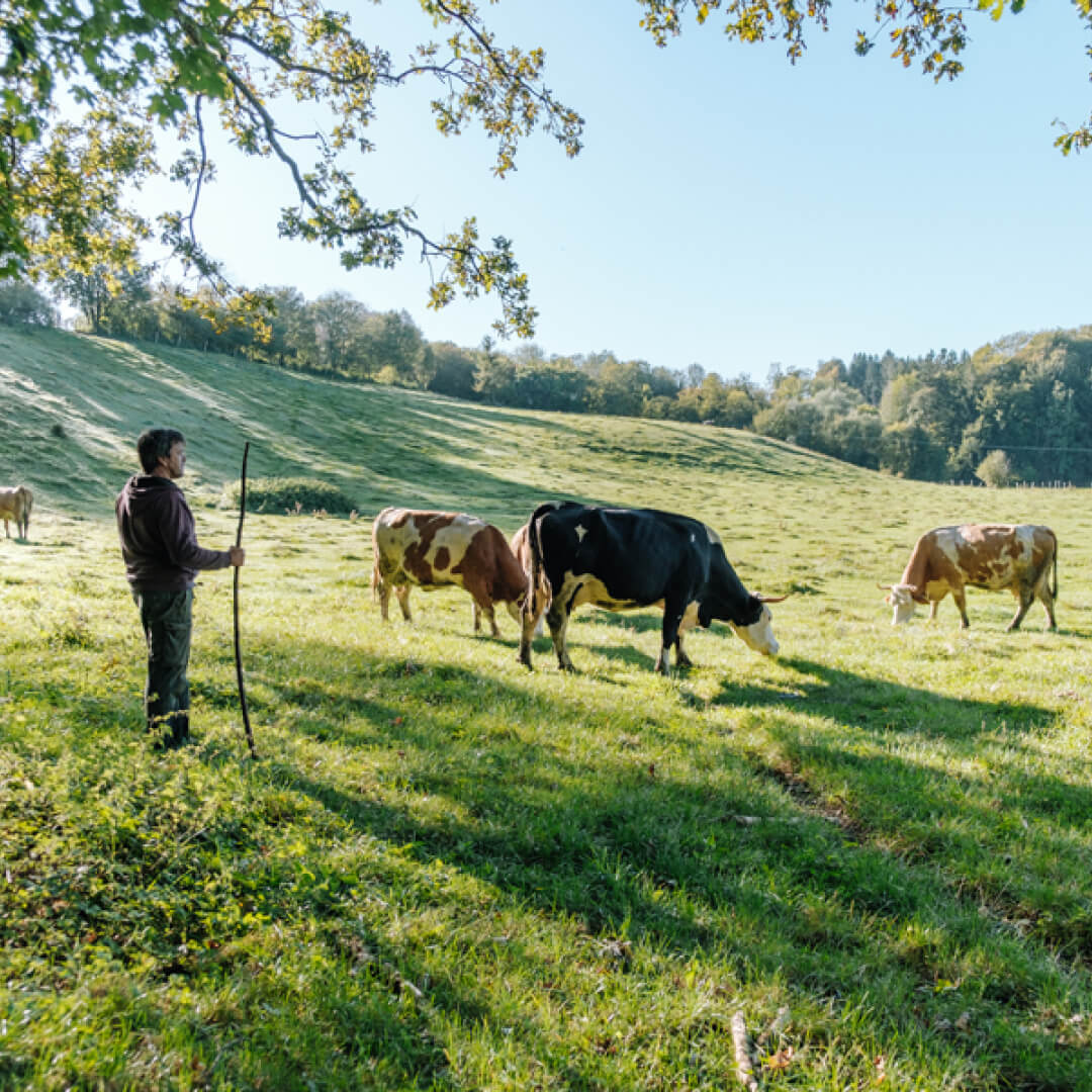 Nature | Andechser Natur